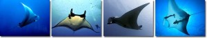 Manta Ray Facts and Information